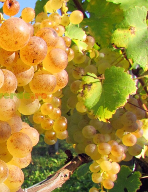 Vin Budureasca Flames Daphix 0.75L - Băutură Online de origine